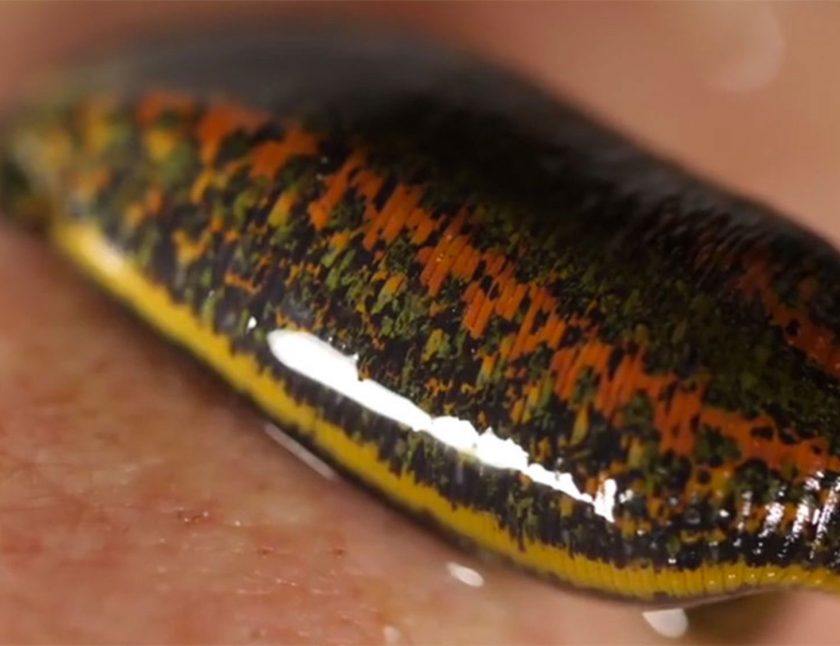 What do leeches eat and how do they feed? - Buy Leech