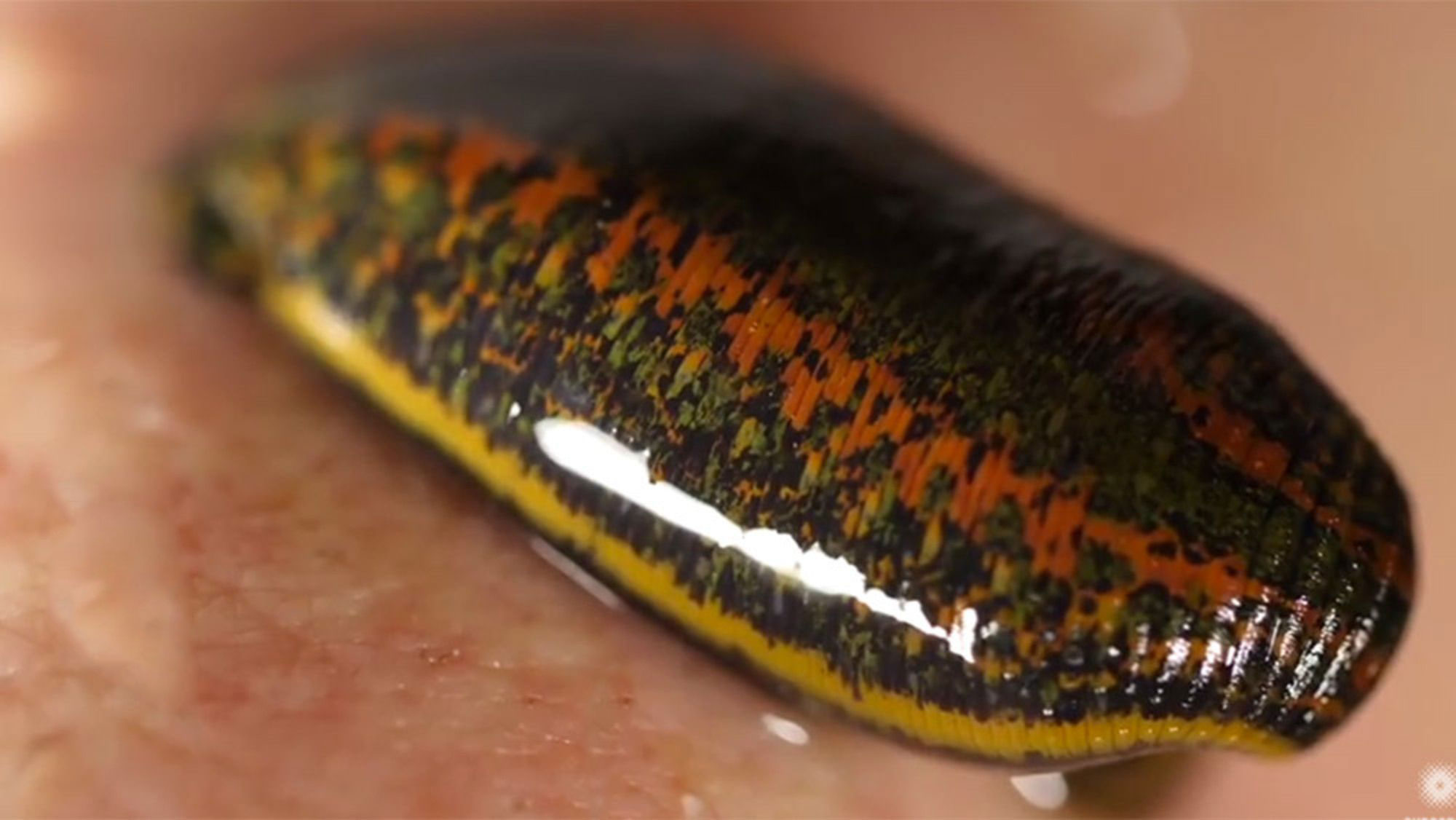 What do leeches eat and how do they feed? - Buy Leech